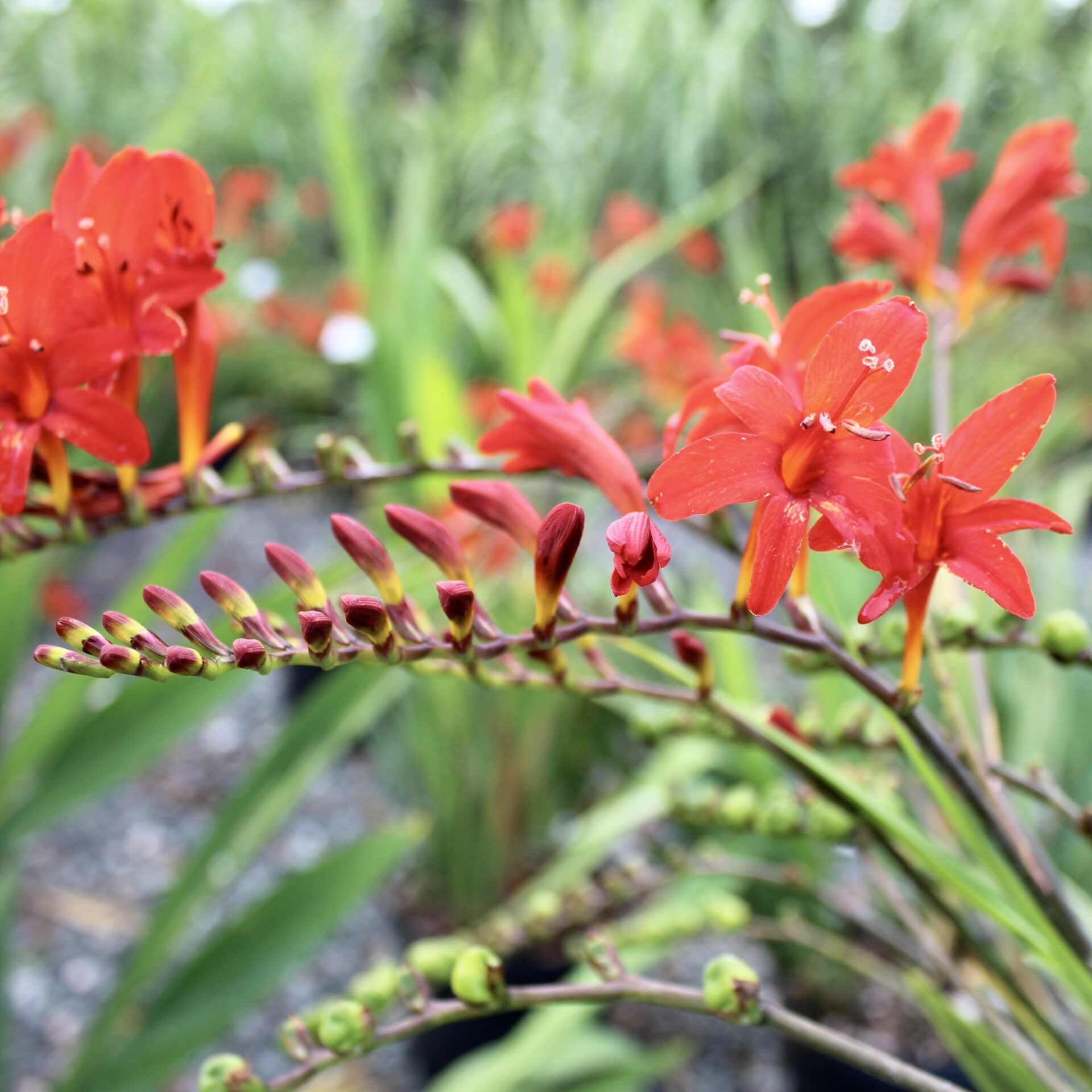 Crocosmia Montbretia Flower Seeds for Planting – Heirloom, Non-GMO, Hi ...
