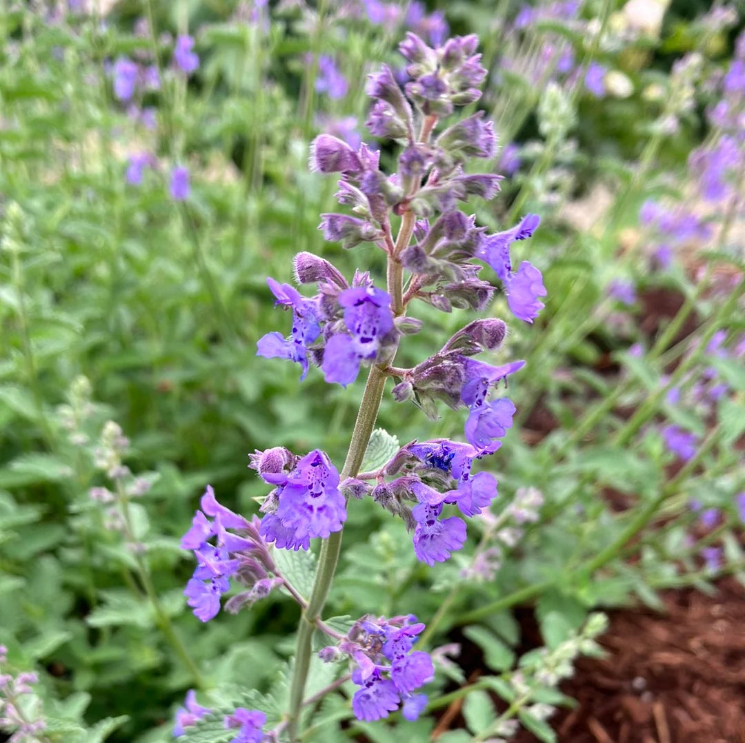 Heirloom Non-GMO Purple Catmint Flower Seeds for Planting – Fragrant B ...