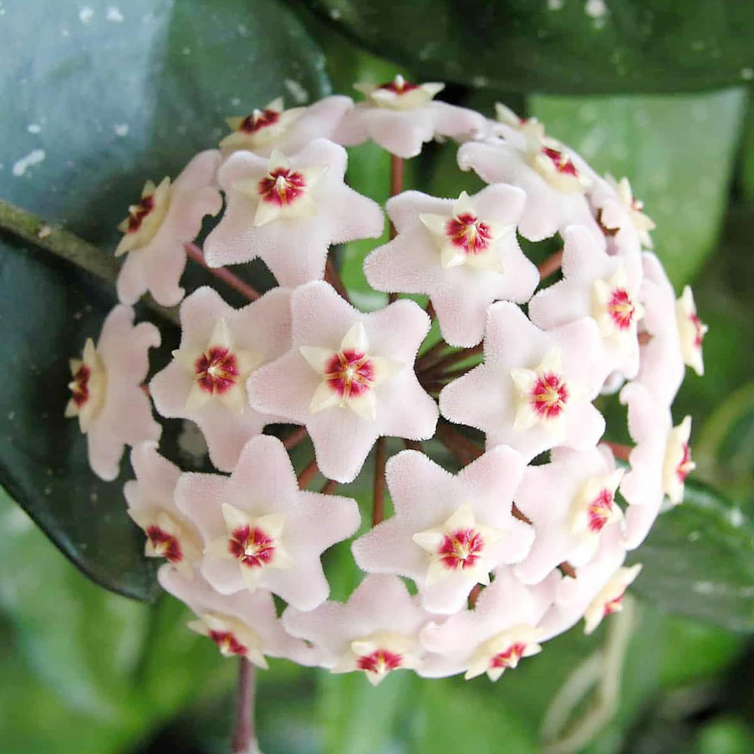 Hoya Flower Seeds for Planting, Unique Texture, 100 pcs – Neeraseeds