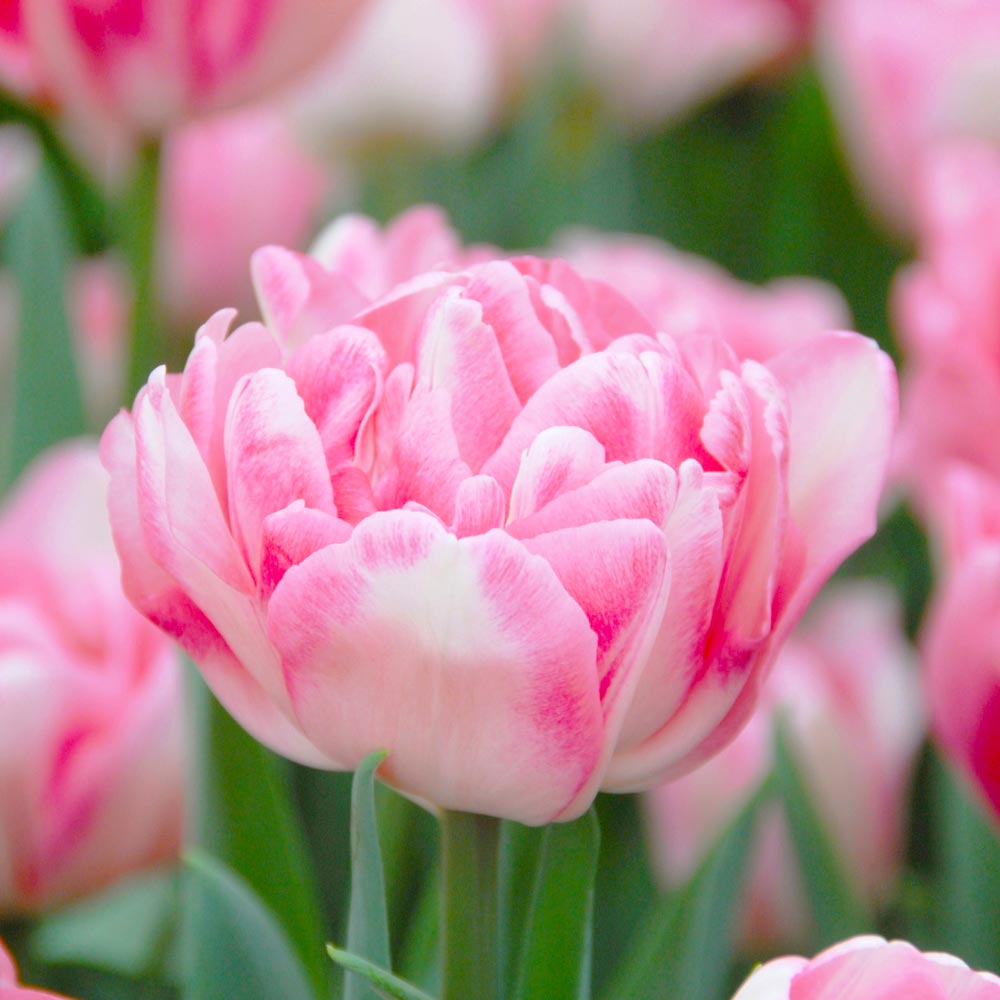 Pink Double Tulip Flower Seeds for Planting – Heirloom, Non-GMO, Beaut ...