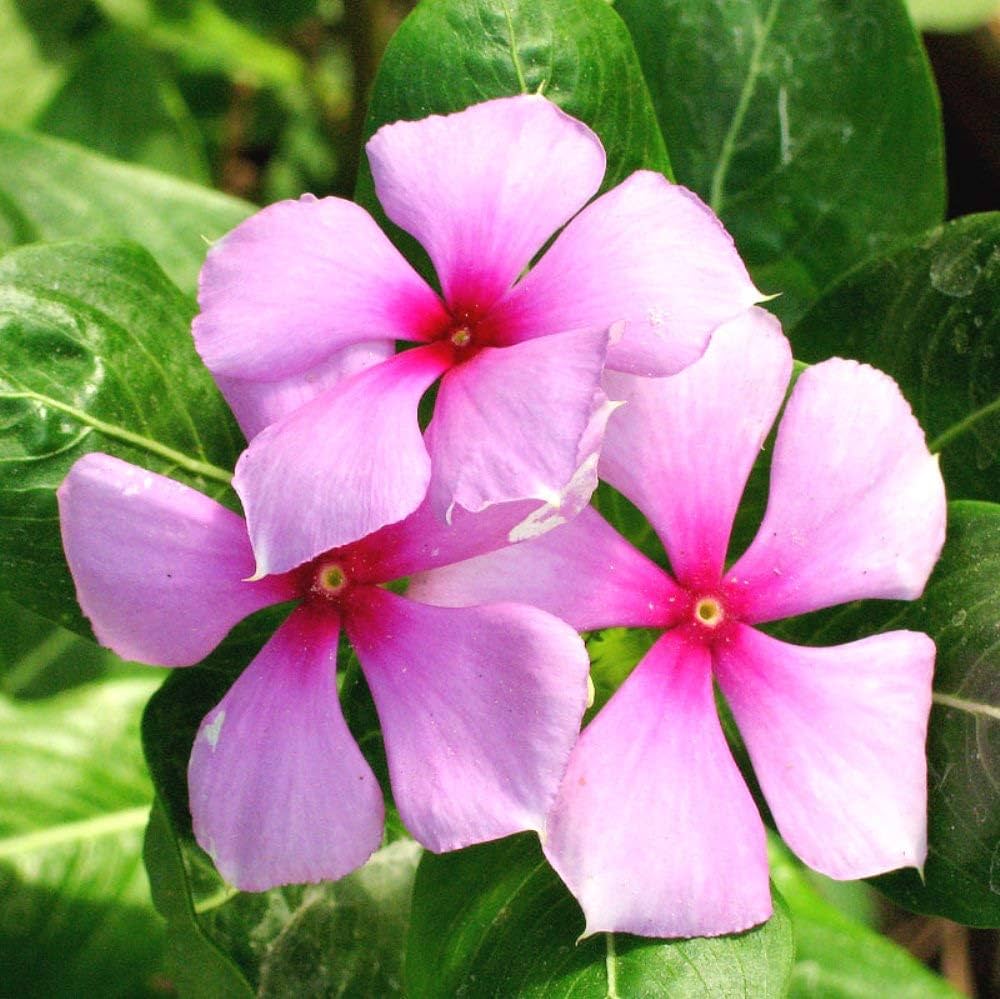 Organic Catharanthus Flower Seeds for Planting – Heirloom, Non-GMO ...