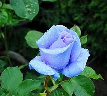 Sea Blue Rose Seeds for Planting – Heirloom Non-GMO | High Germination ...