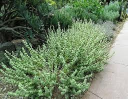 Sage Teucrium Scorodonia Seeds – Heirloom, Non-GMO – Neeraseeds