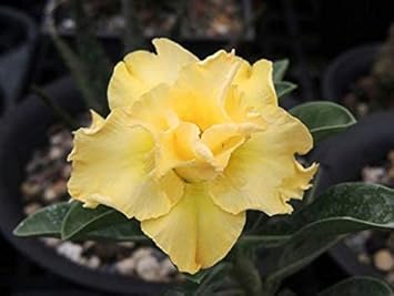 Heirloom Pale Yellow Adenium Obesum Flower Seeds for Planting – Non-GM ...