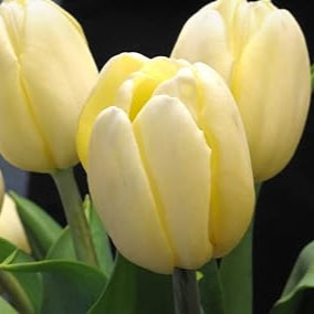 Tulip Flower Seeds Light Yellow for Planting 100 pcs – Neeraseeds