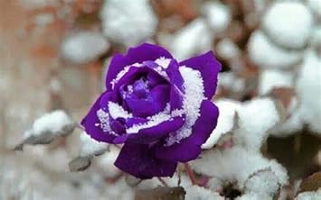 Heirloom Non-GMO Lavender Snow Rose Flower Seeds for Planting – Rare E ...