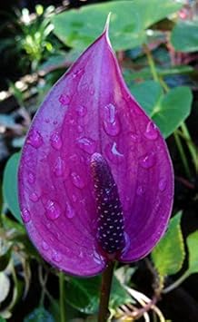 Heirloom Non-GMO Dark Violet Anthurium Flower Seeds for Planting – Exo ...