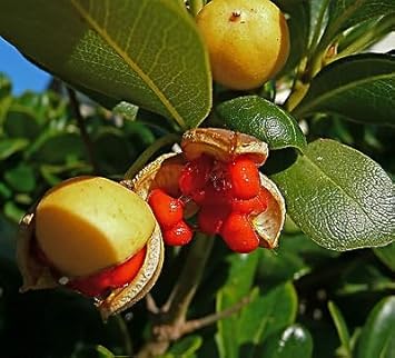 Pittosporum Tobira Seeds – Heirloom, Non-GMO – Neeraseeds