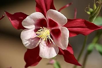 Heirloom Non-GMO Burgundy Columbine Flower Seeds for Planting – High G ...