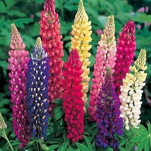Mixed Lupine Flower Seeds for Planting – Vibrant Colors, Heirloom and ...