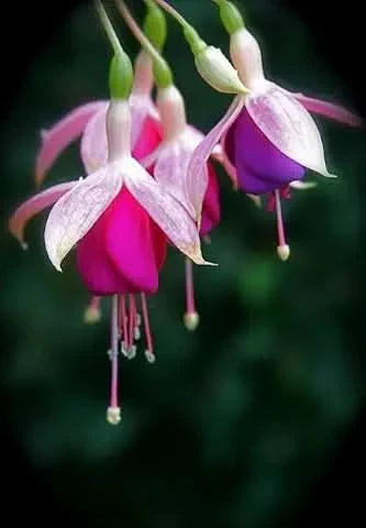 Fuchsia Flower Hanging Potted Garden Plant Flower Seeds for Ornamental ...