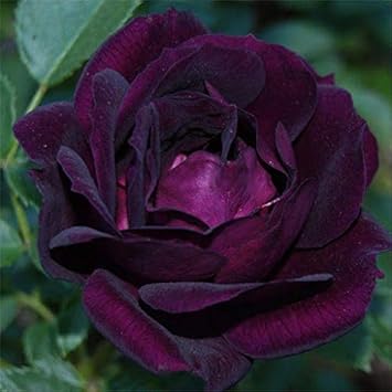 Purple & Black Rose Heirloom Non-GMO Seeds for Planting – Neeraseeds