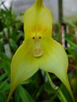 Green Monkey Face Orchids Seeds for Planting - Green Color Variety for ...