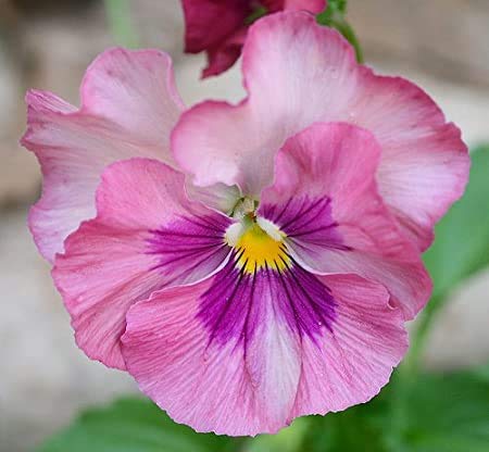 Light Pink Pansy Heirloom Non-GMO Seeds for Planting – High Germinatio ...