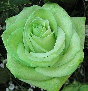 Heirloom Non-GMO Light Green Unique Roses Flower Seeds for Planting ...
