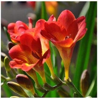 Fresh Freesia Flower Seeds for Planting, Red 100 pcs – Neeraseeds