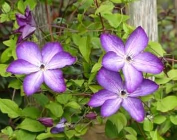 Blue White Clematis Flower Seeds - 100 pcs – Neeraseeds