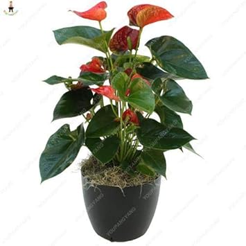 Anthurium Andraeanu Maroon Flower Seeds for Planting 100 pcs – Neeraseeds
