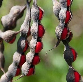 Texas Mountain Laurel Mescal Bean Seeds for Planting - 100 pcs – Neeraseeds