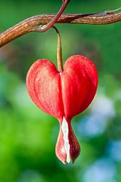 Red Heart Flower Seeds for Planting – Heirloom, Non-GMO, High Germinat ...