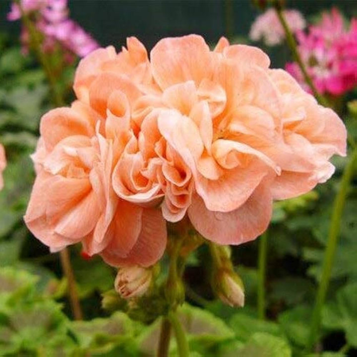 Geranium Bonsai For Planting Pelargonium For Garden And Perennial ...