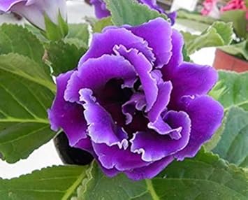 Blue Gloxinia Sinningia Seeds for Planting – Organic, Heirloom, Non-GM ...