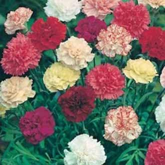 Dianthus Flower Seeds for Planting, Multi-Colors, 100 pcs – Neeraseeds