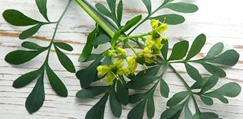 Ruta Plant Seeds – Medicinal Herb for Your Garden - Heirloom & Non-GMO ...