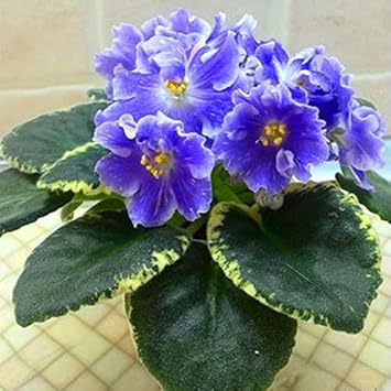 Non-GMO Blue Mini Matthiola Flower Seeds for Garden Planting – Heirloo ...