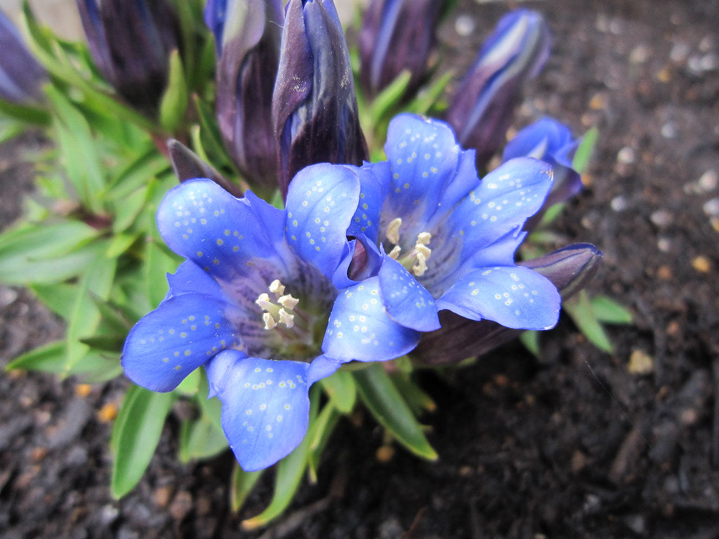 Gentiana Scabra Flower Seeds – Heirloom, Non-GMO, Organic – Neeraseeds