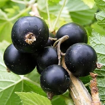 Grosella Negra Fruit Seeds for Planting - Rich, Blackberries for Home ...