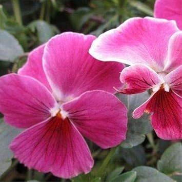 Pink Pansy Seeds for Planting – Heirloom, Non-GMO, High Germination Or ...