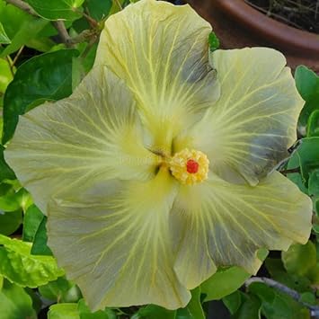 Light Grey Hibiscus Flower Seeds for Planting - 100 pcs – Neeraseeds