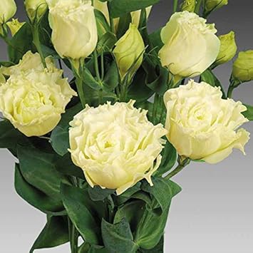 Light Yellow Eustoma (Lisianthus) Flower Seeds for Planting - Heirloom ...