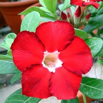 Dark Red Adenium Obesum Flower Seeds – Heirloom Non-GMO Organic Garden ...