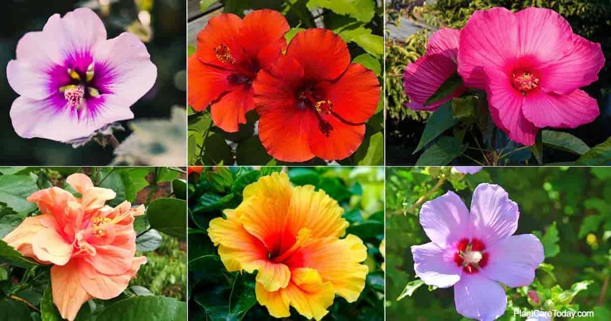 Multi-Colored Hibiscus Seeds – Heirloom, Non-GMO – Neeraseeds