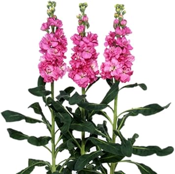 Red Matthiola Incana Flower Seeds for Planting - heirloom & Non-GMO Se ...