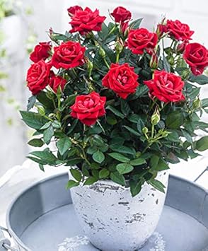 Red Miniature Rose Flower Seeds – Heirloom Non-GMO Seeds for Garden Pl ...