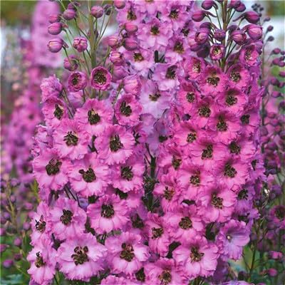 Giant Delphinium Cultorum Flowering Plants Flower Seeds for Premium ...