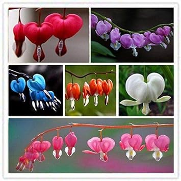 Mixed Color Heart Flower Seeds – Organic, Heirloom, Non-GMO, High Germ ...