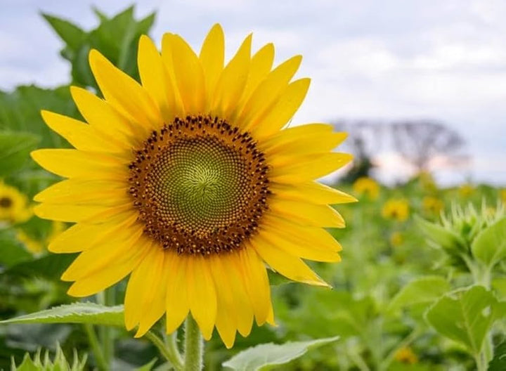 Yellow Green High Paw Flower Sandy Soil Anigozanthos Flavidus Flower ...