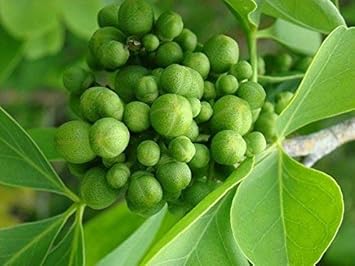 Green Toddalia Plant Seeds for Planting, 100 pcs – Neeraseeds