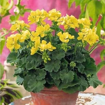 Yellow Pelargonium Peltatum Flower Seeds – Heirloom Non-GMO Seeds for ...