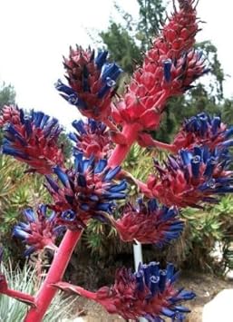Pink Blue Puya Flower Seeds for Planting – Heirloom Non-GMO High Germi ...
