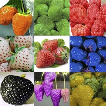 Heirloom Mixed Strawberry Fruit Seeds forPlanting - Growing Mixed Vari ...