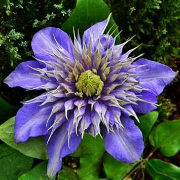 Heirloom Non-GMO Dark Blue Clematis Flower Seeds for Garden Trellises ...