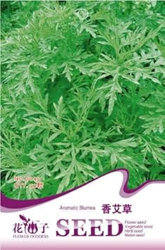 Organic Heirloom Green Balsamifera Flower Seeds for Planting – Non-GMO ...