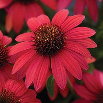 Maroon Coneflower Seeds – Heirloom Non-GMO Flower Seeds for Pollinator ...