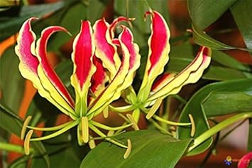 Yellow Red Gloriosa Superba Flower Seeds for Garden - NON GMO Seeds ...