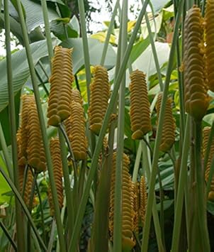Yellow Calathea Crotalifera Plant Seeds for Planting,Heirloom & Non-GMO ...